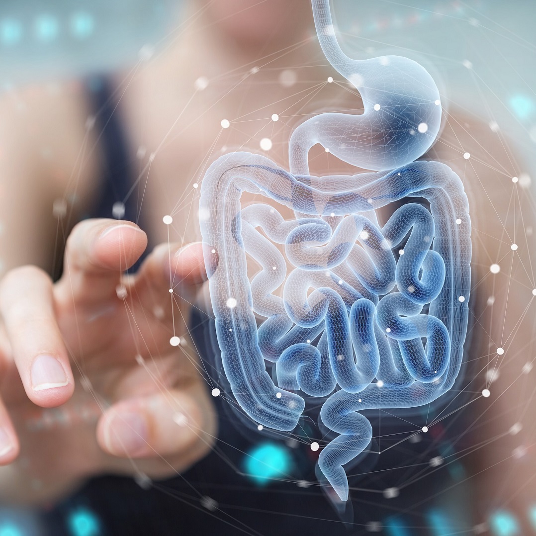 Gut & immune health | International