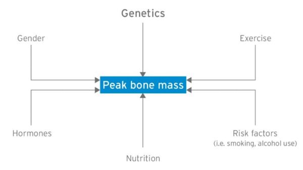 Figure 2: Factors influencing the peak bone mass 3