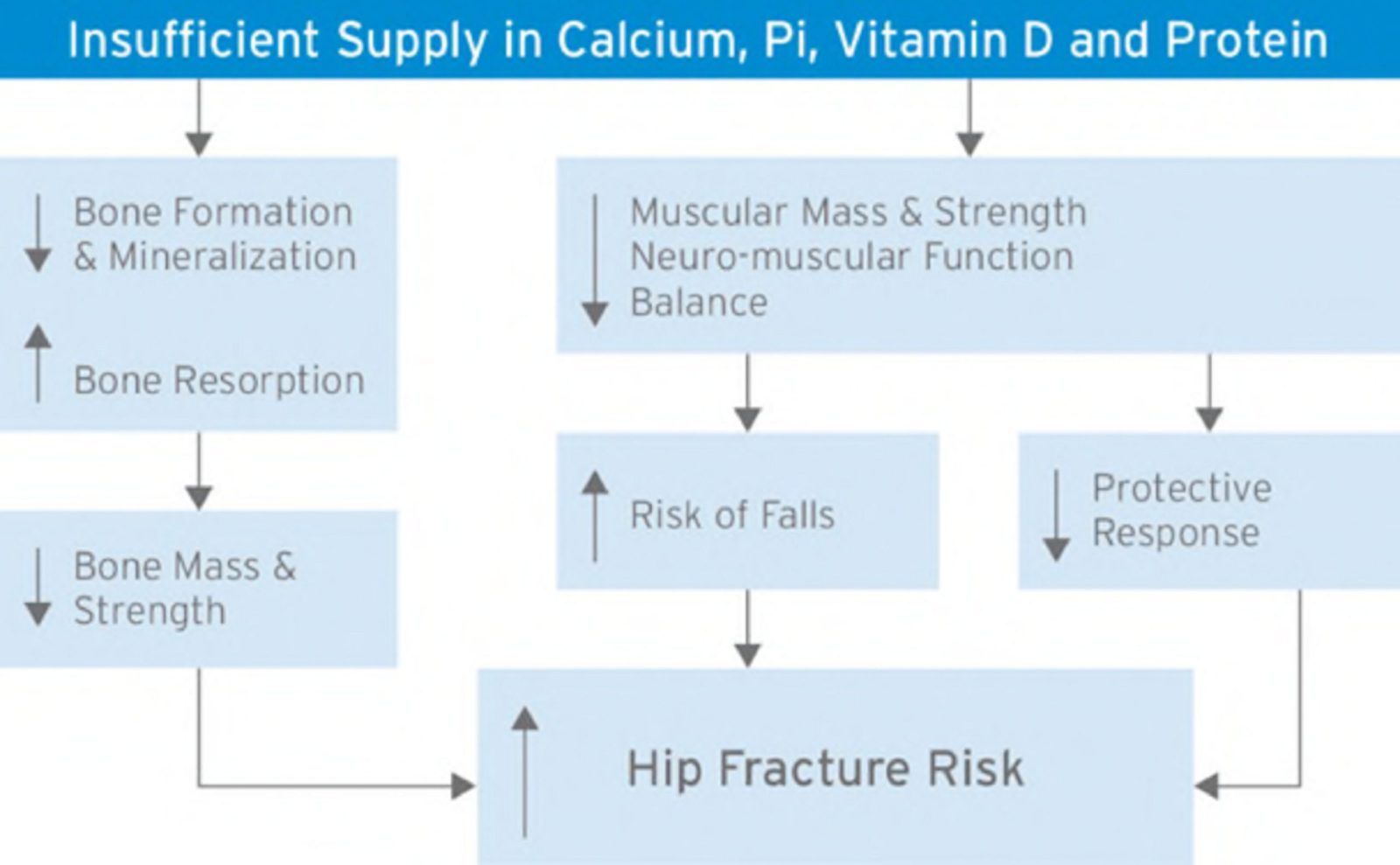 Figure 3: Schematic view of the effects of an inadequate intake of ...