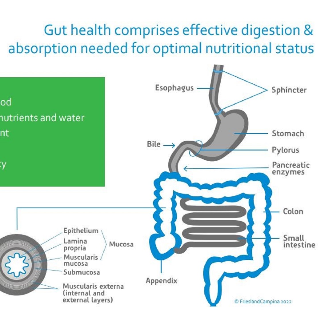 Gut & immune health | International