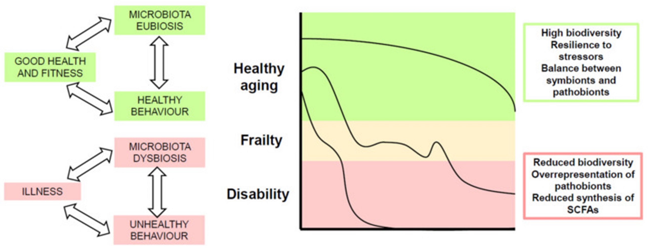 The ageing gut microbiota