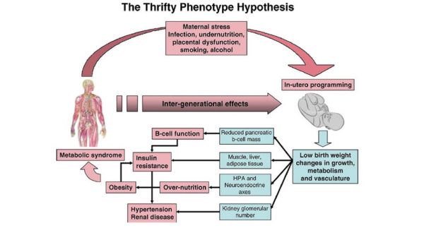 Figure 2. A schematic representation of the Thrifty Phenotype ...